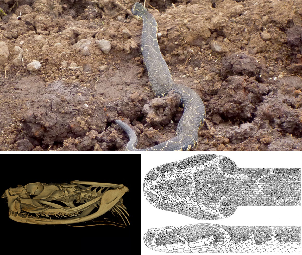 Species New to Science: [Herpetology • 2016] Bitis harenna • A New ...