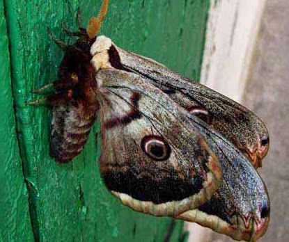 zone d'ombra: Falene