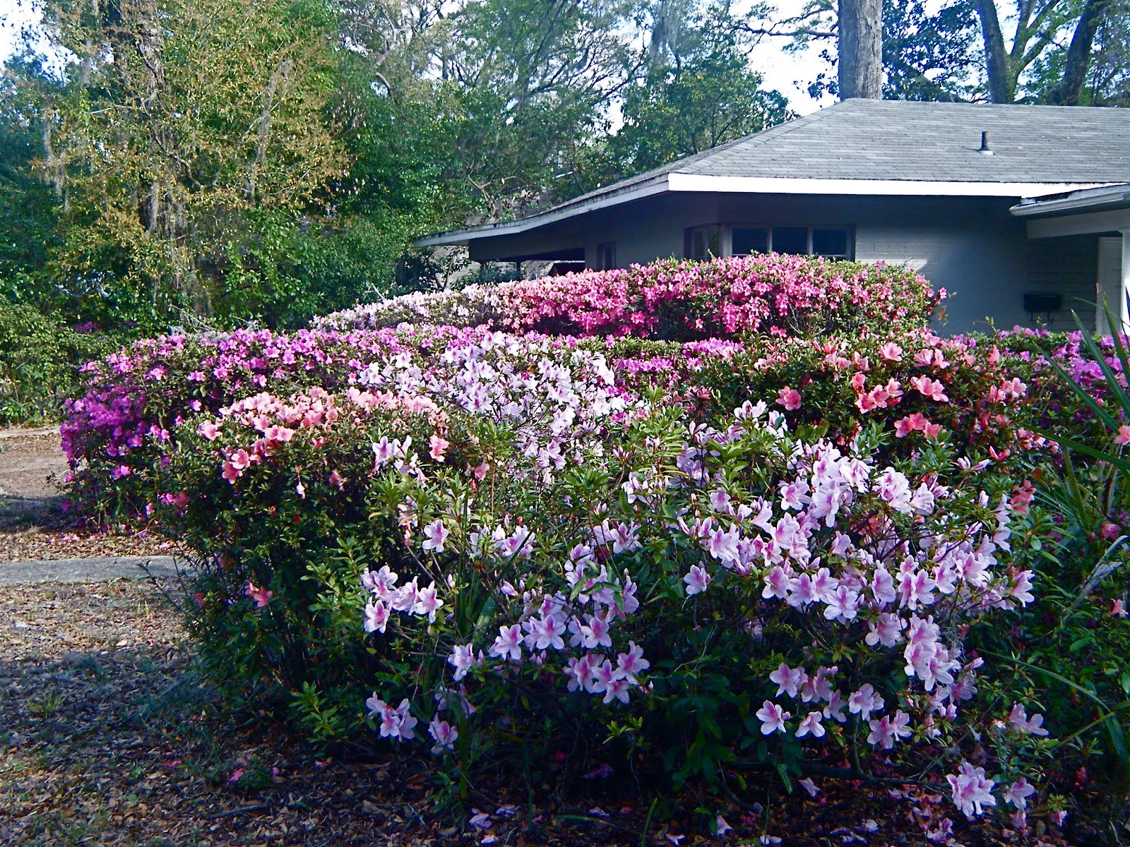 Maw and Paw's Day Dream Adventures: Flowery Florida