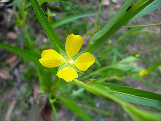 Long leaf Willow Primrose - Boru Diya Nilla | SL Flora
