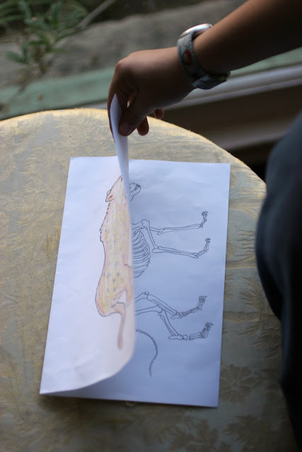 The Brooding Hen: X-ray Overlay