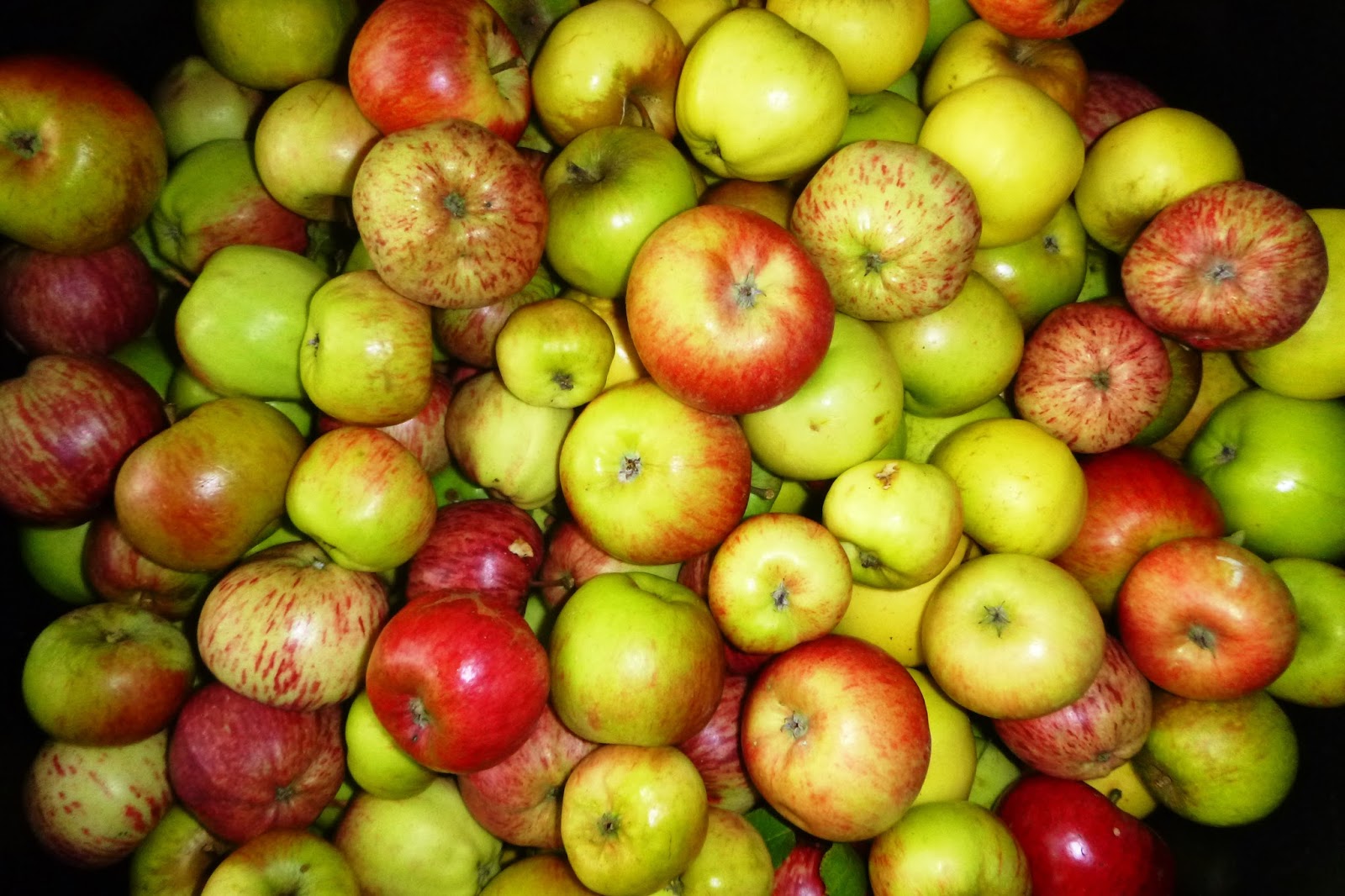 The Urbane Forager: Favourite Fruits