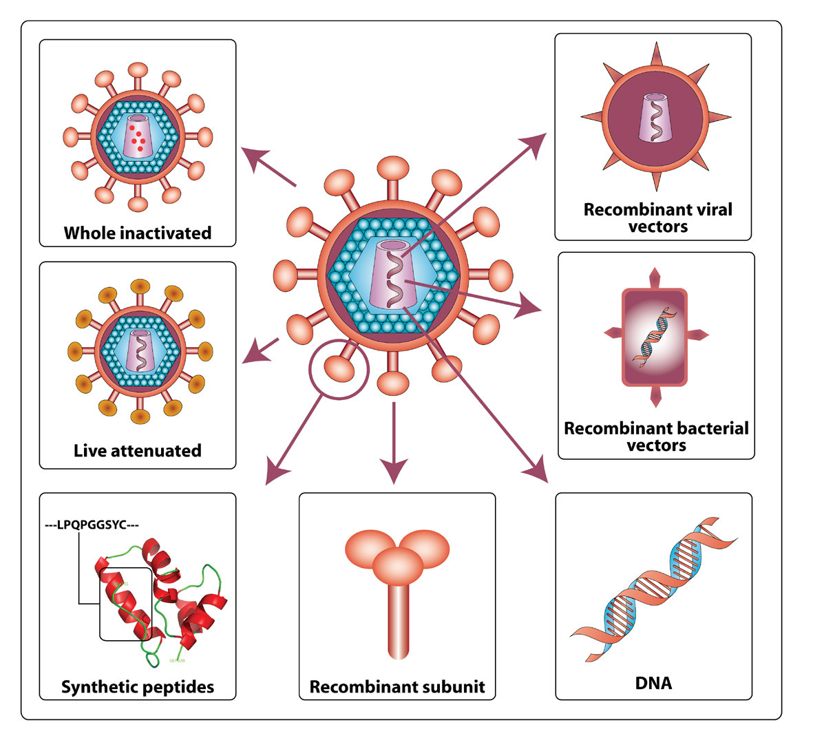 Genetically engineered HIV Vaccine moves to phase I human trial in ...