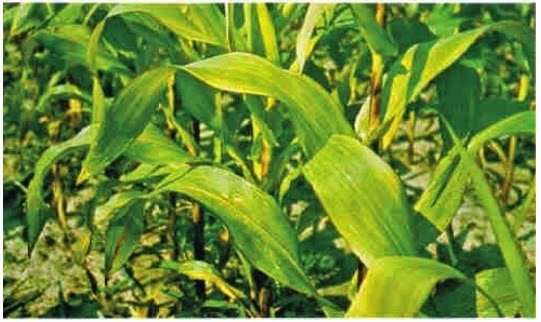 agrico_secret: Calcium deficiency