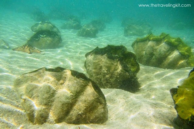 Giant Clam Sanctuary in Samal