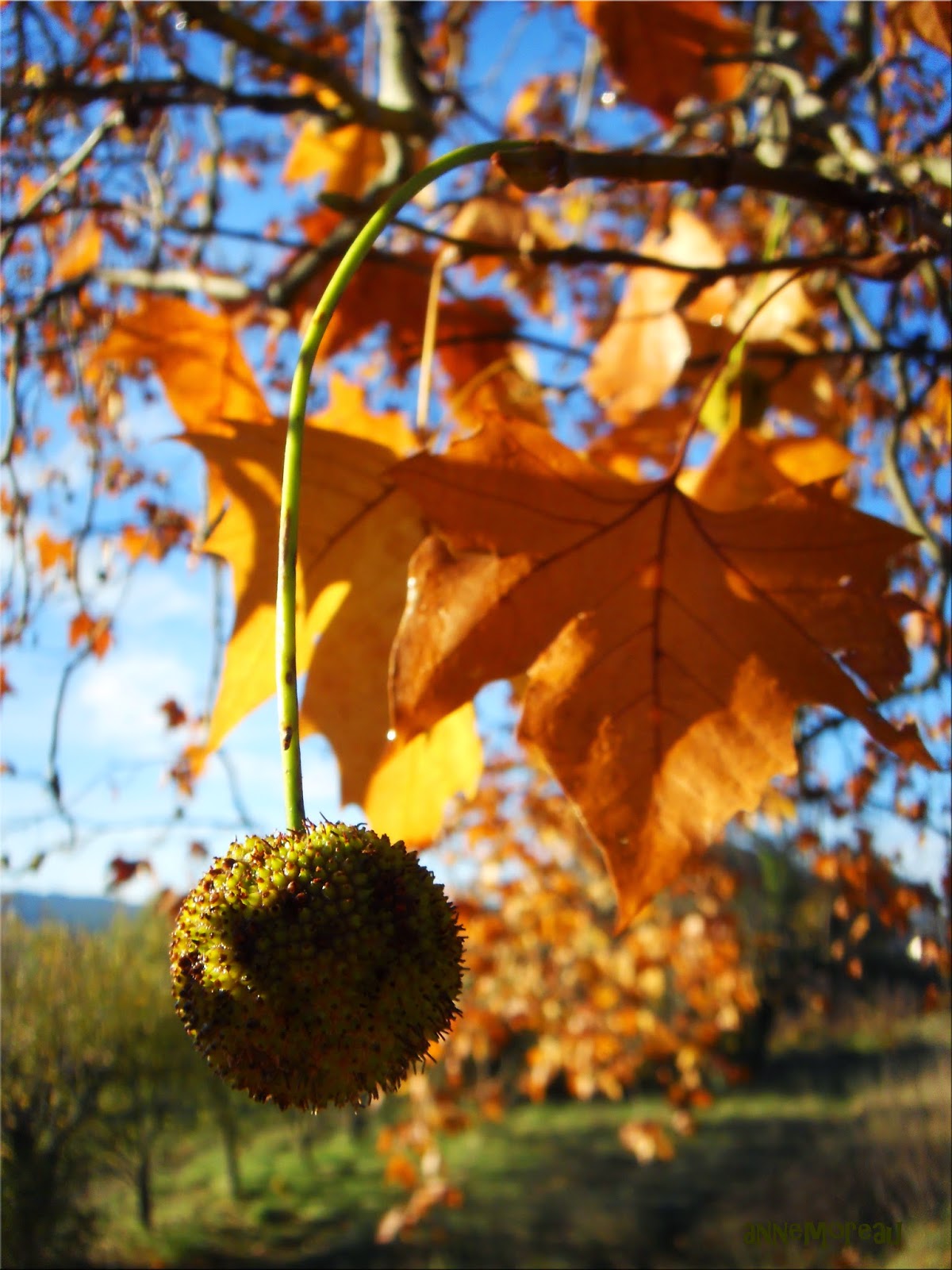 Anne MOREAU: Platane d'automne