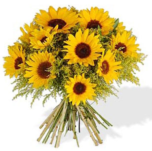 Studio Floral Dora Santoro: Girassol