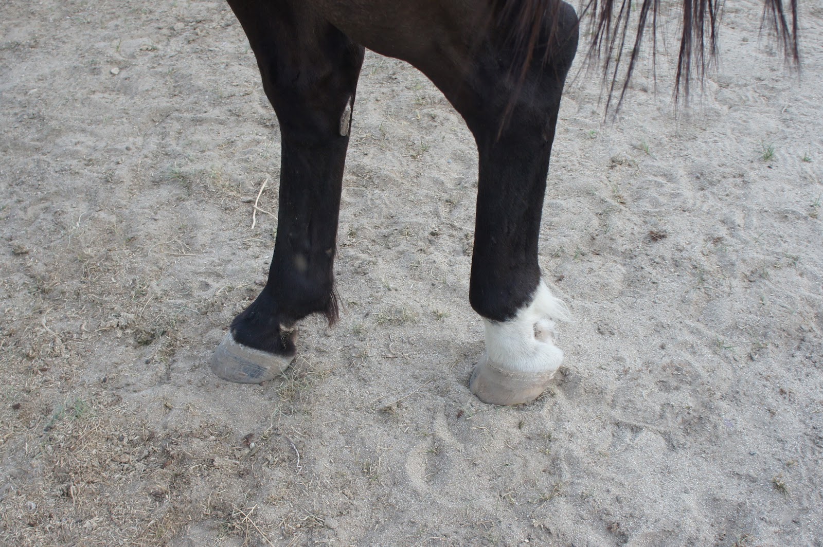 Life After Stringhalt: THE "BEFORE" PICTURES