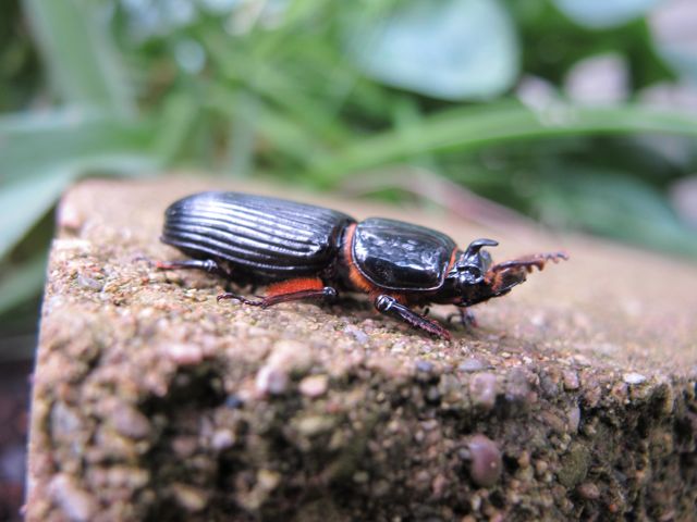 Julie Zickefoose on Blogspot: The Horned Passalus and Its Passengers