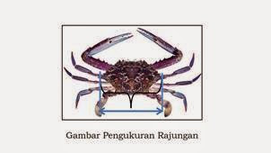 Budidaya Pembenihan Rajungan (Portunus pelagicus) | IKAN DAN LAUT