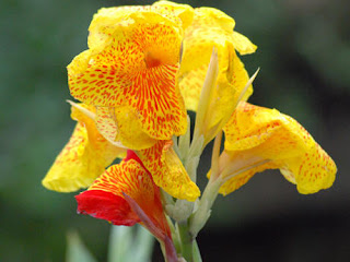 Flower Benefits: Kana Flower Benefits