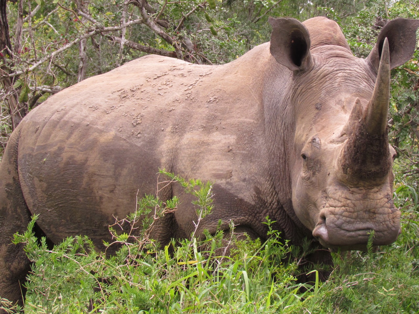 St. Lucia News: The State of SA's Rhino – St Lucia & Beyond