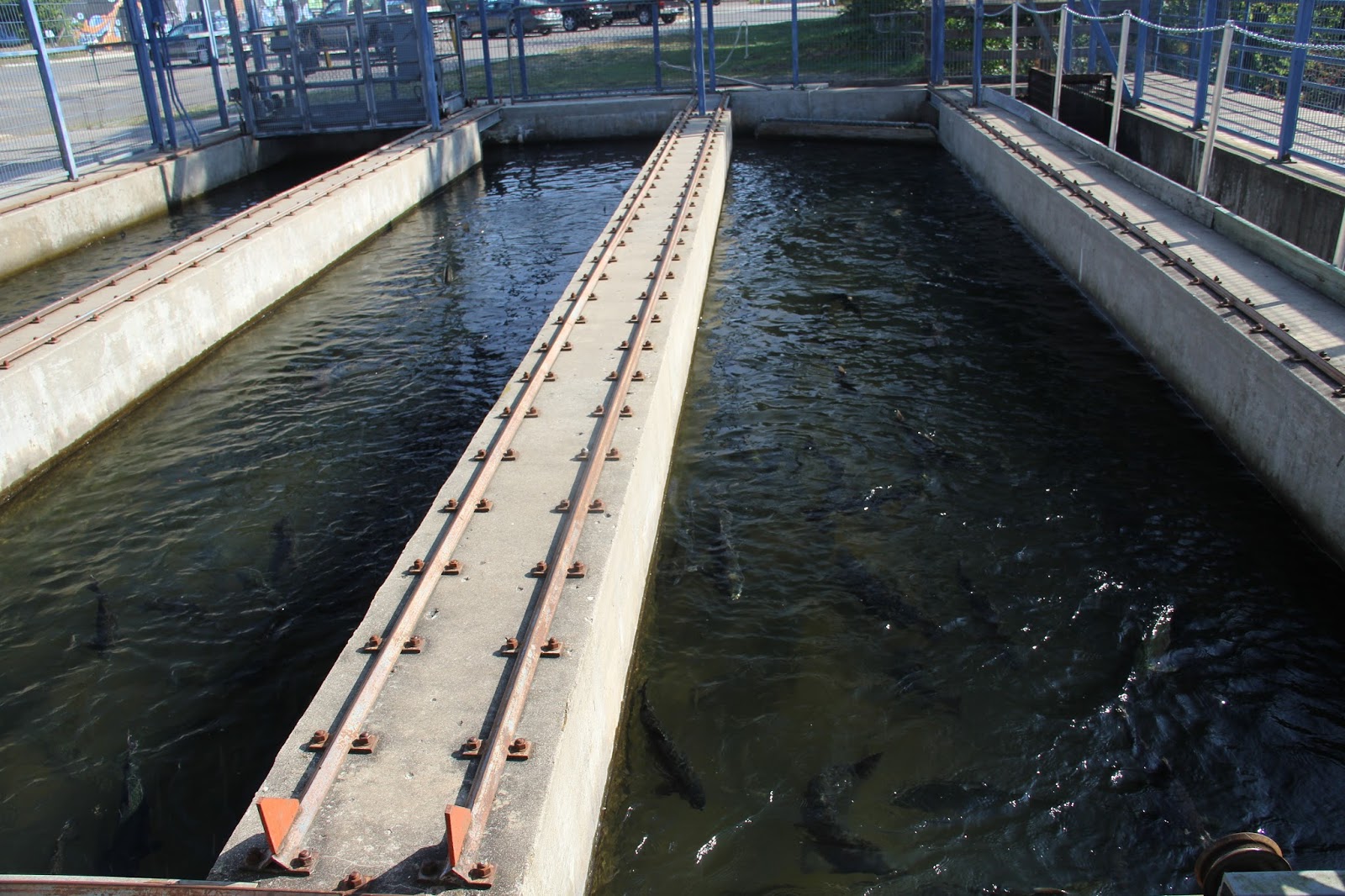 Isabella Conservation District Environmental Education Program: Field ...