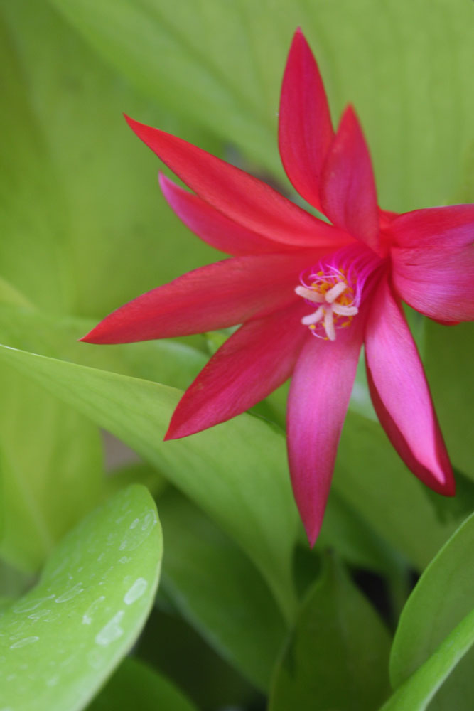 The Rainforest Garden: Germinating Easter Cactus Seeds