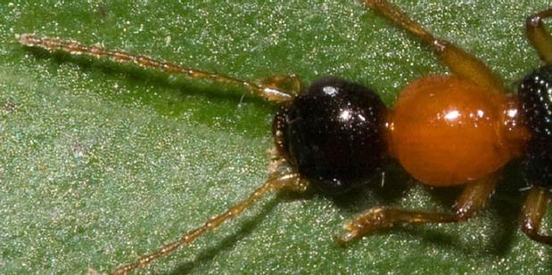 ABOUT TOMCAT | GhendRut'z bLog :)