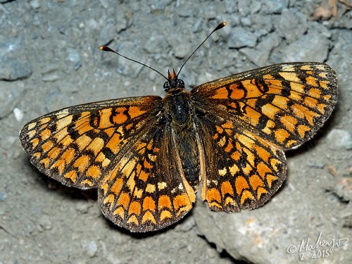 Biodiversidad Costa Granadina y ... (Fauna): Doncella ibérica (Melitaea ...
