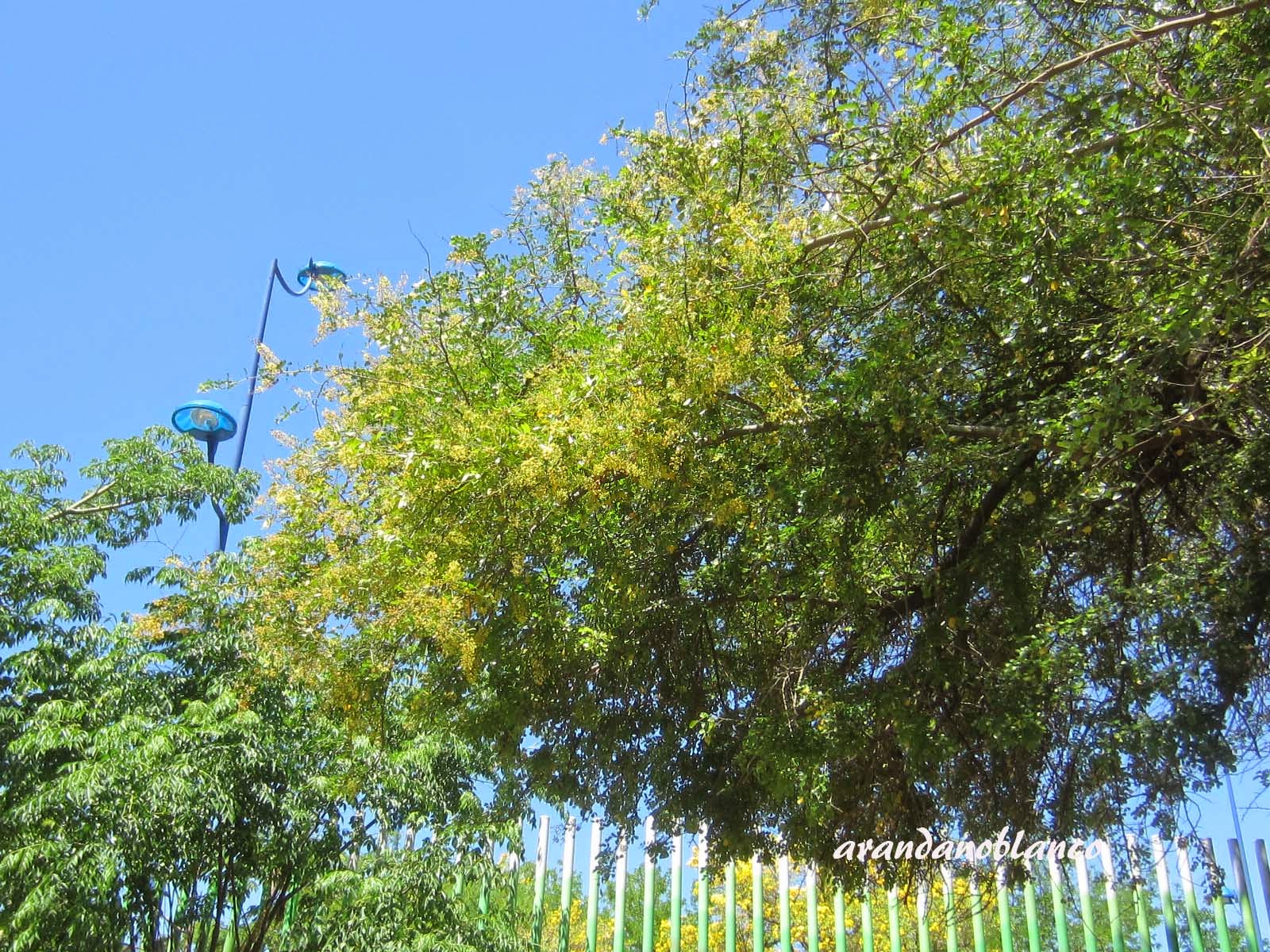 elarbolmiamigo-encinarosa: Haematoxylum campechianun / Palo de Campeche ...