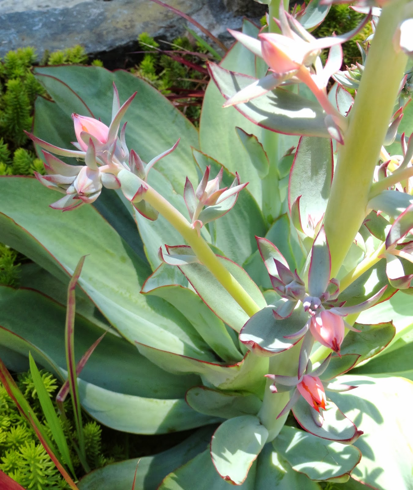 danger garden: The Dudan Garden, a stop on the final day of the 2013 ...