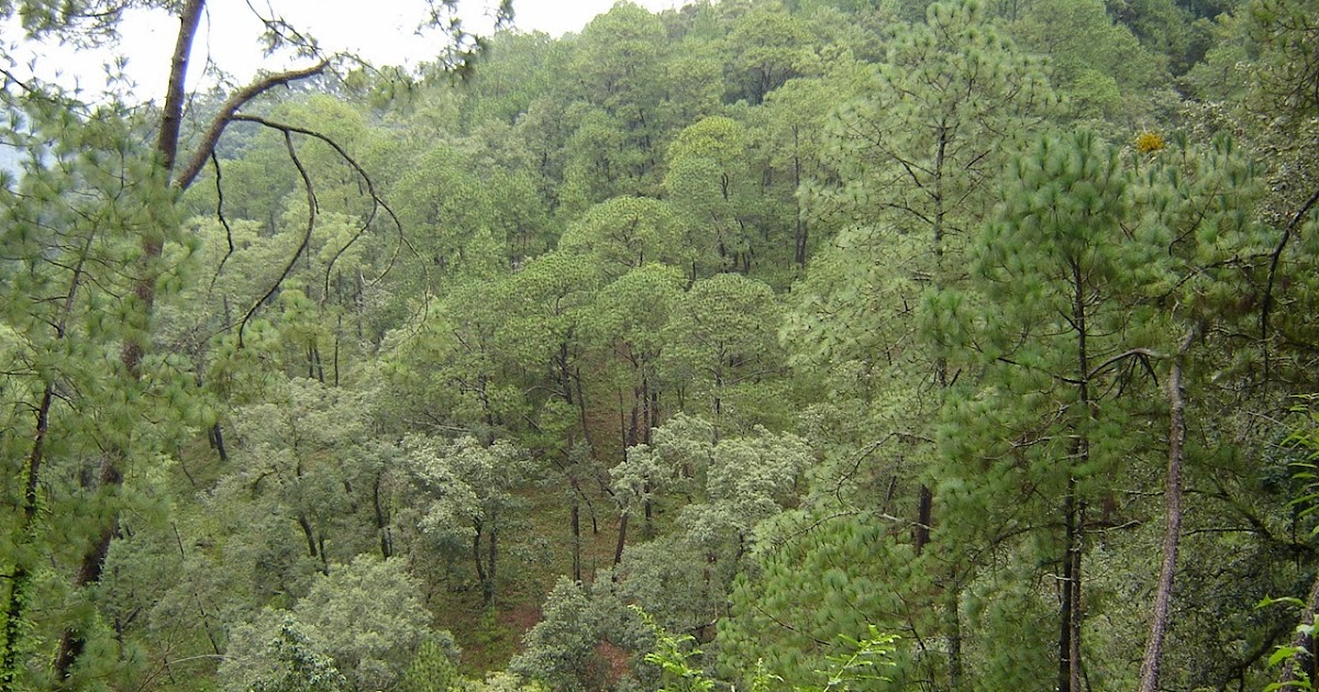 Conosiendo Sinaloa: FLORA Y FAUNA SINALUENSE