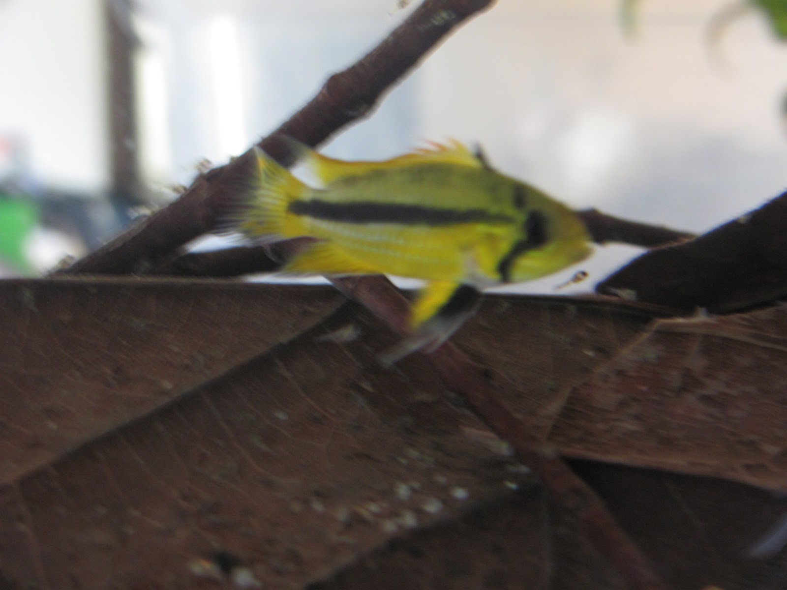 Ciclídeos Anões: Meus Apistos