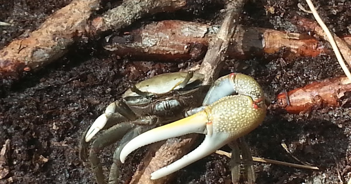 Fiddler Crab Eggs
