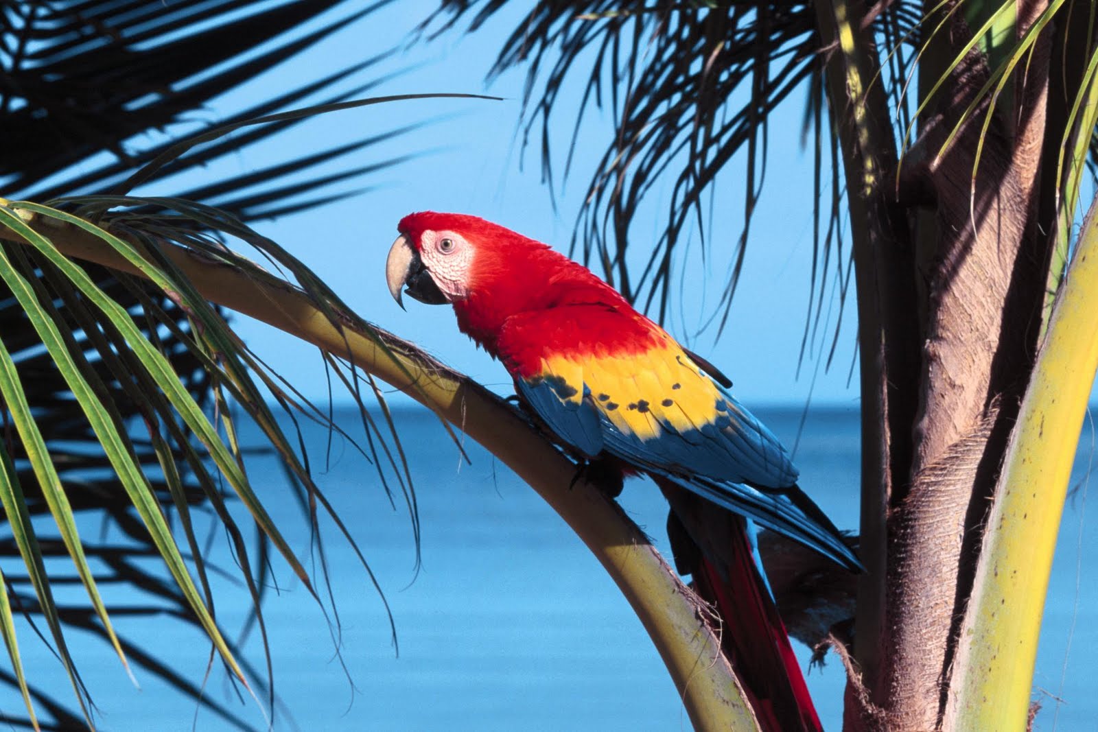 Wildlife Photography Exotic Birds