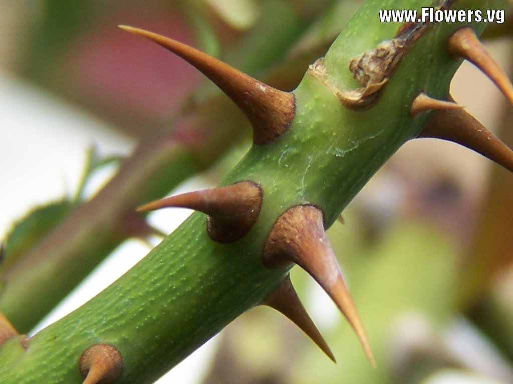 POP Biology : โครงสร้างและหน้าที่ของลำต้น