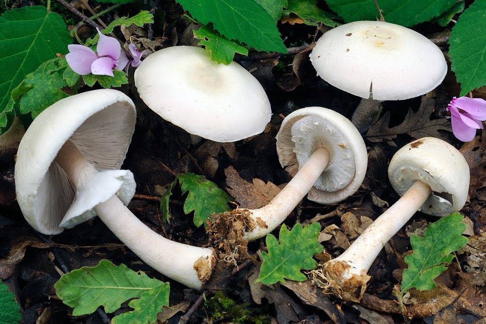 Funghi Teramani: Agaricus silvicola (Vitt.) Peck