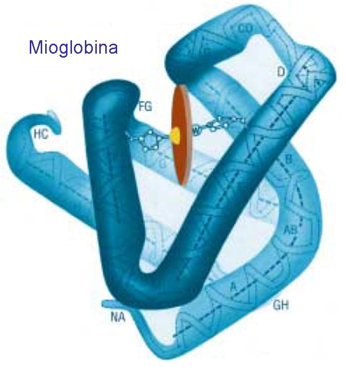 PIRUVATA: MIOGLOBINA