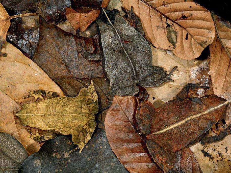 10 hiding insects and animals ... can you find them ? - optical illusions