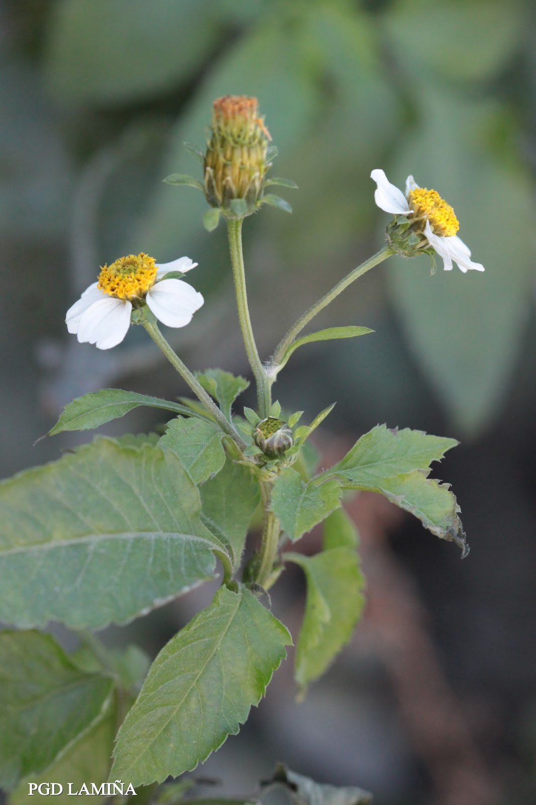 BIDENS PILOSA. amor seco.