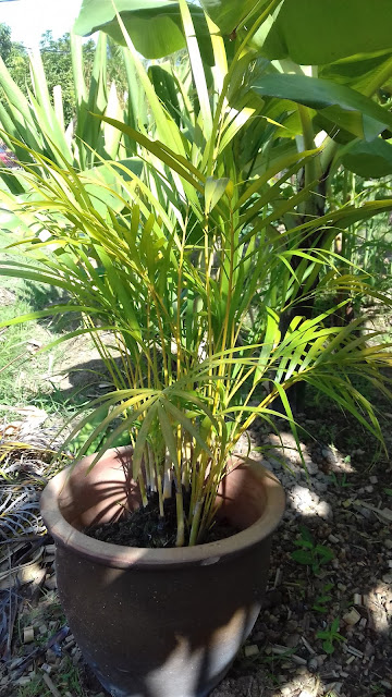 Jom Tanam Sayur ( JTS ) : Pokok Pinang Kuning @ Chyrysalidocarpus ...