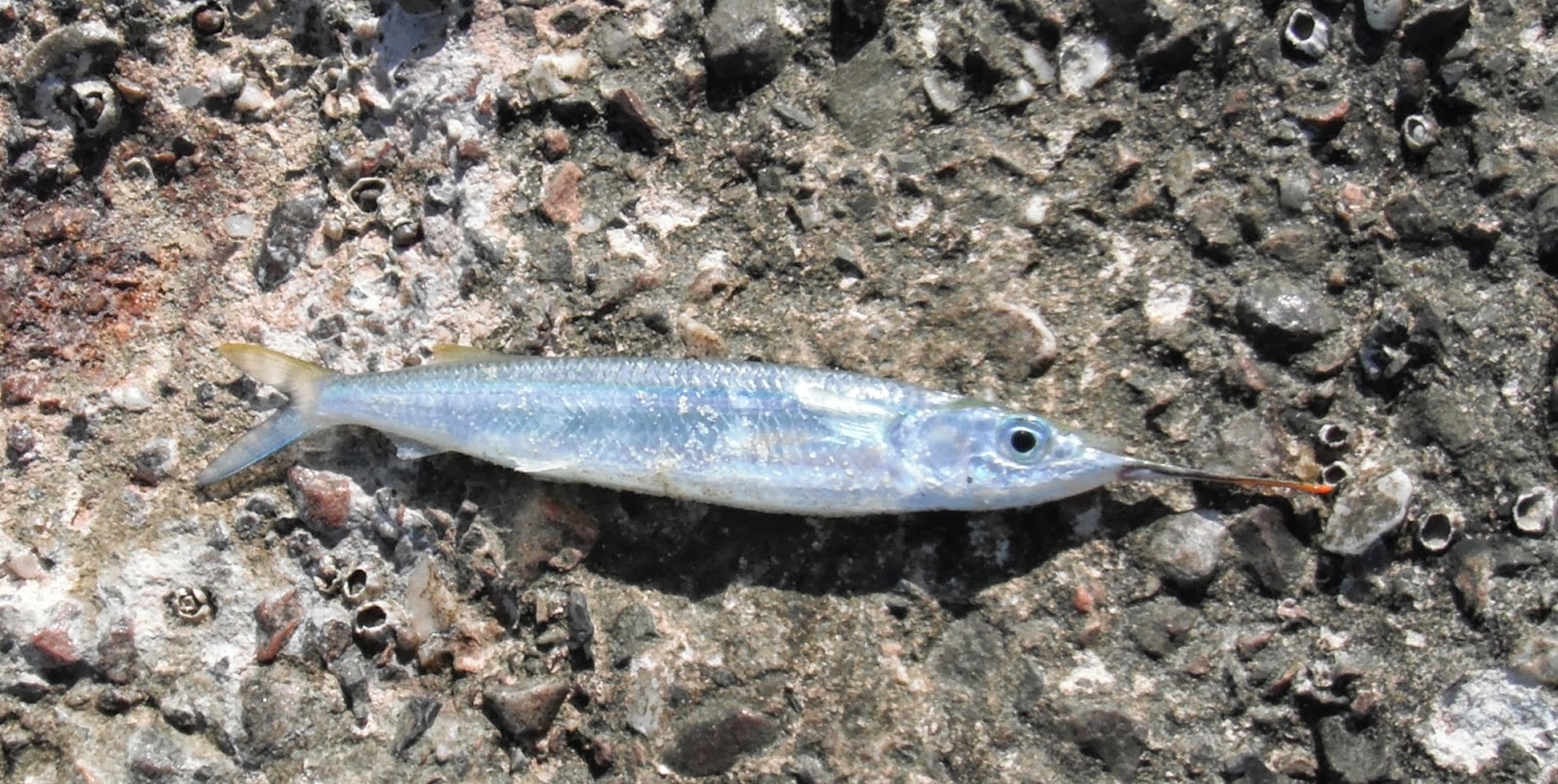 Fly Fishing in the Arabian Gulf: October 2013