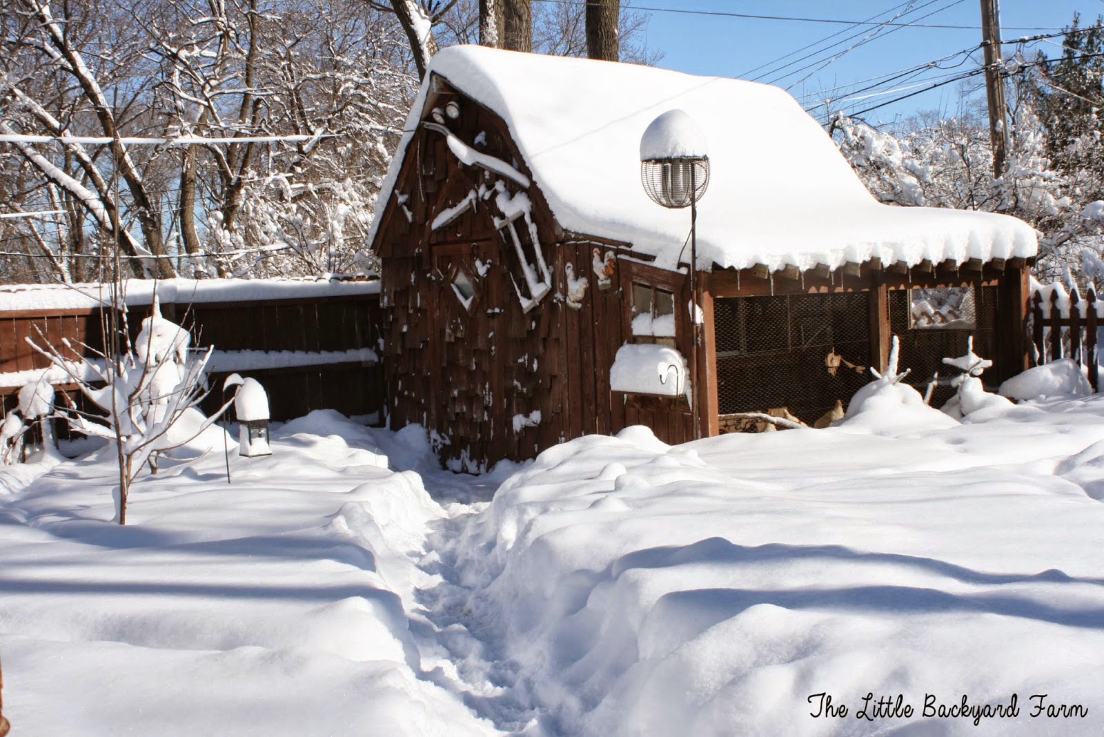 The Little Backyard Farm: Snowstorm at The Little Backyard Farm