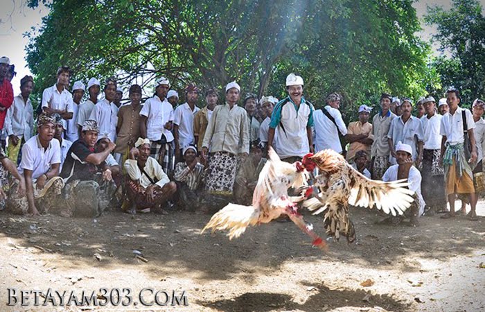 Ritual Tajen/Sabung Ayam Untuk Upacara Tabuh Rah Di Bali - Berita ...