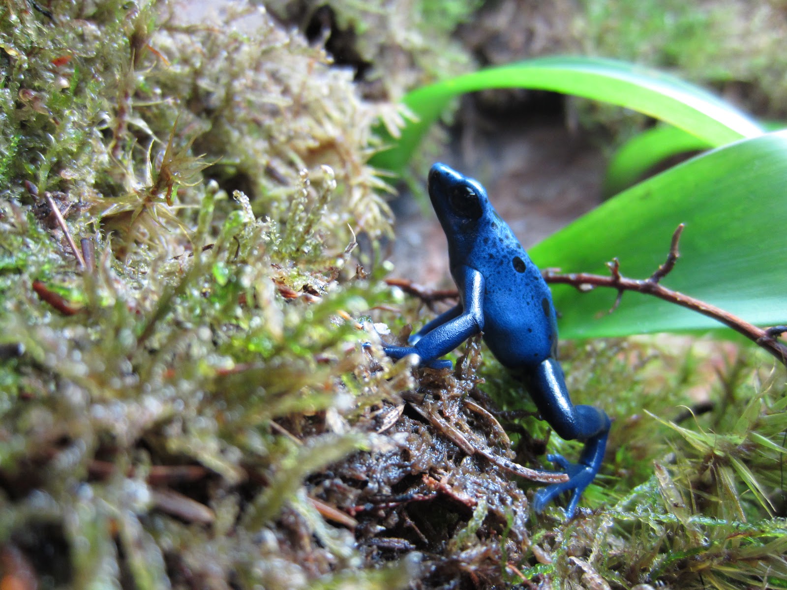 PEQUEÑO MUNDO ANIMAL: Dendrobates Azureus