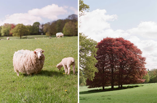 Vanessa Jackman: Weekend Life....A Walk in the English Countryside (Surrey)
