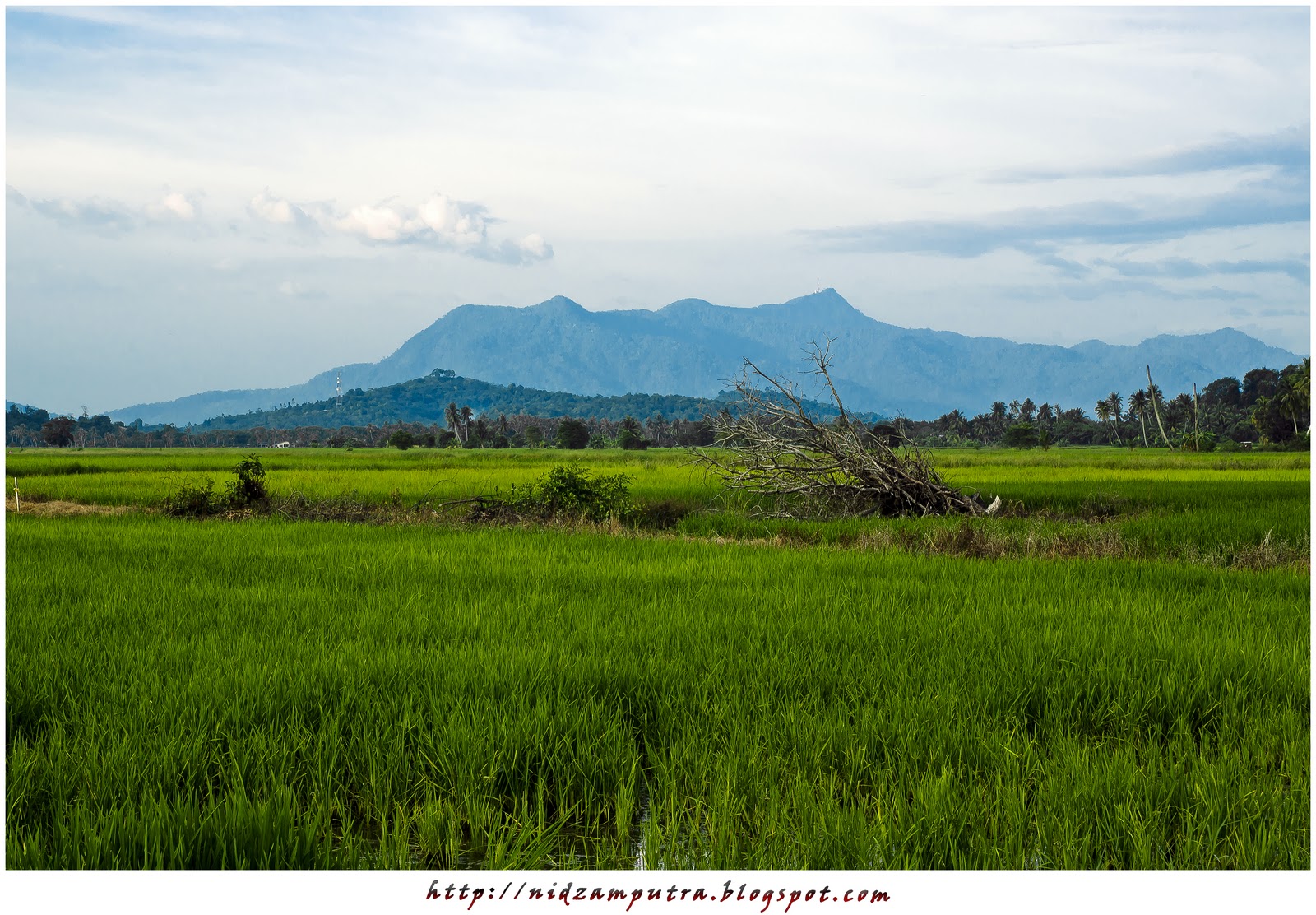 nidzamputra's photo collections: Sawah Padi Nan Menghijau