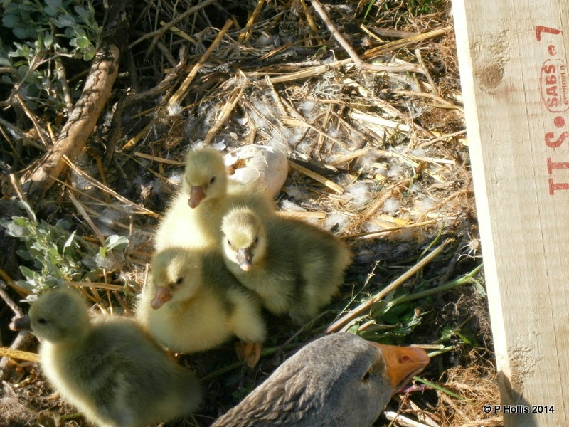by the Baai: Goosy Goosy Gander!