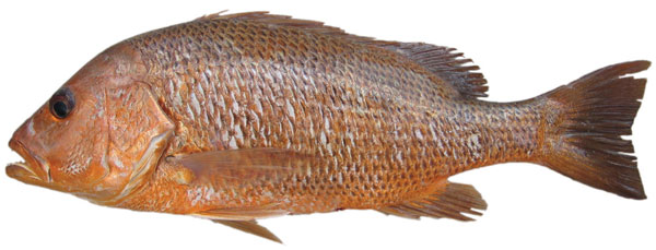 KENALI IKAN LAUT KITA: IKAN JENAHAK (golden snaper)