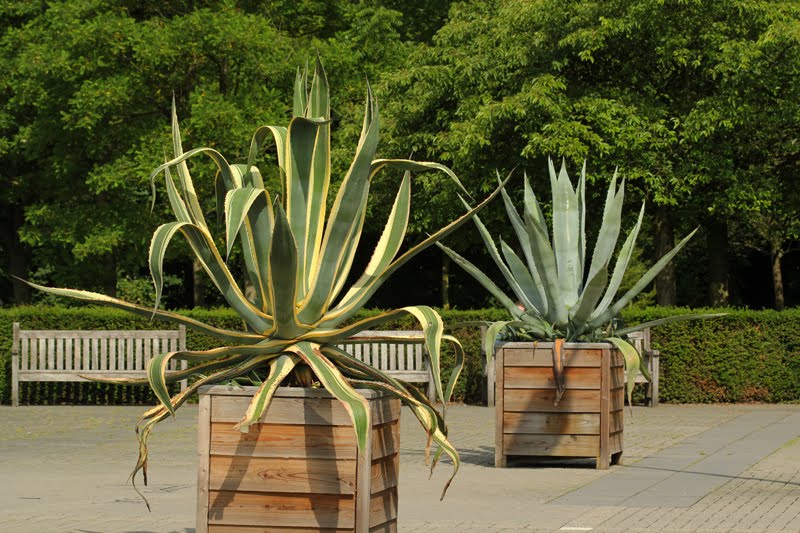 Stekende Aloë – Studievereniging LaarX