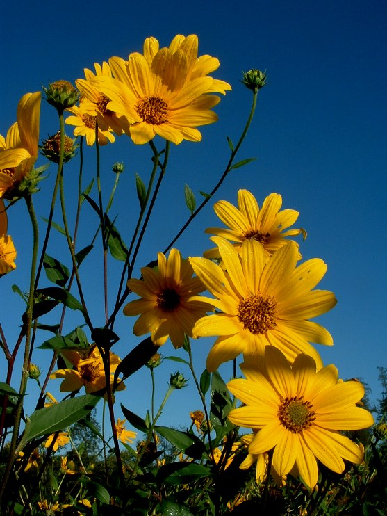 Mid-Atlantic Plant Research Center: Helianthus hybrid