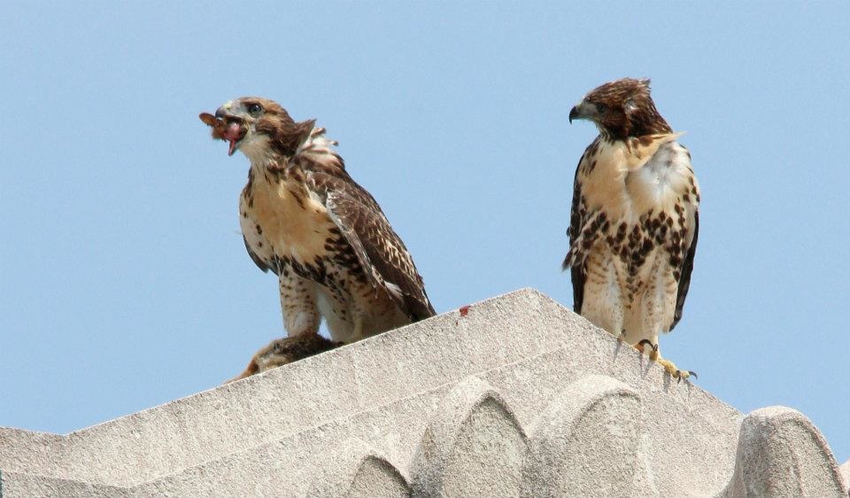 Hawkwatch at the Franklin Institute: Young hawks out on the town