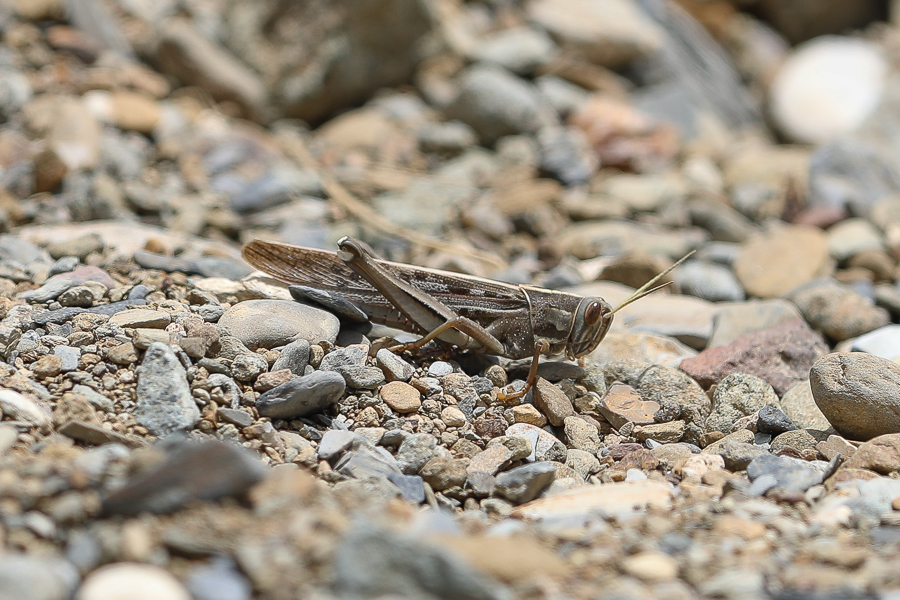 Birds of Saudi Arabia: Desert Locust – Talea’a Valley