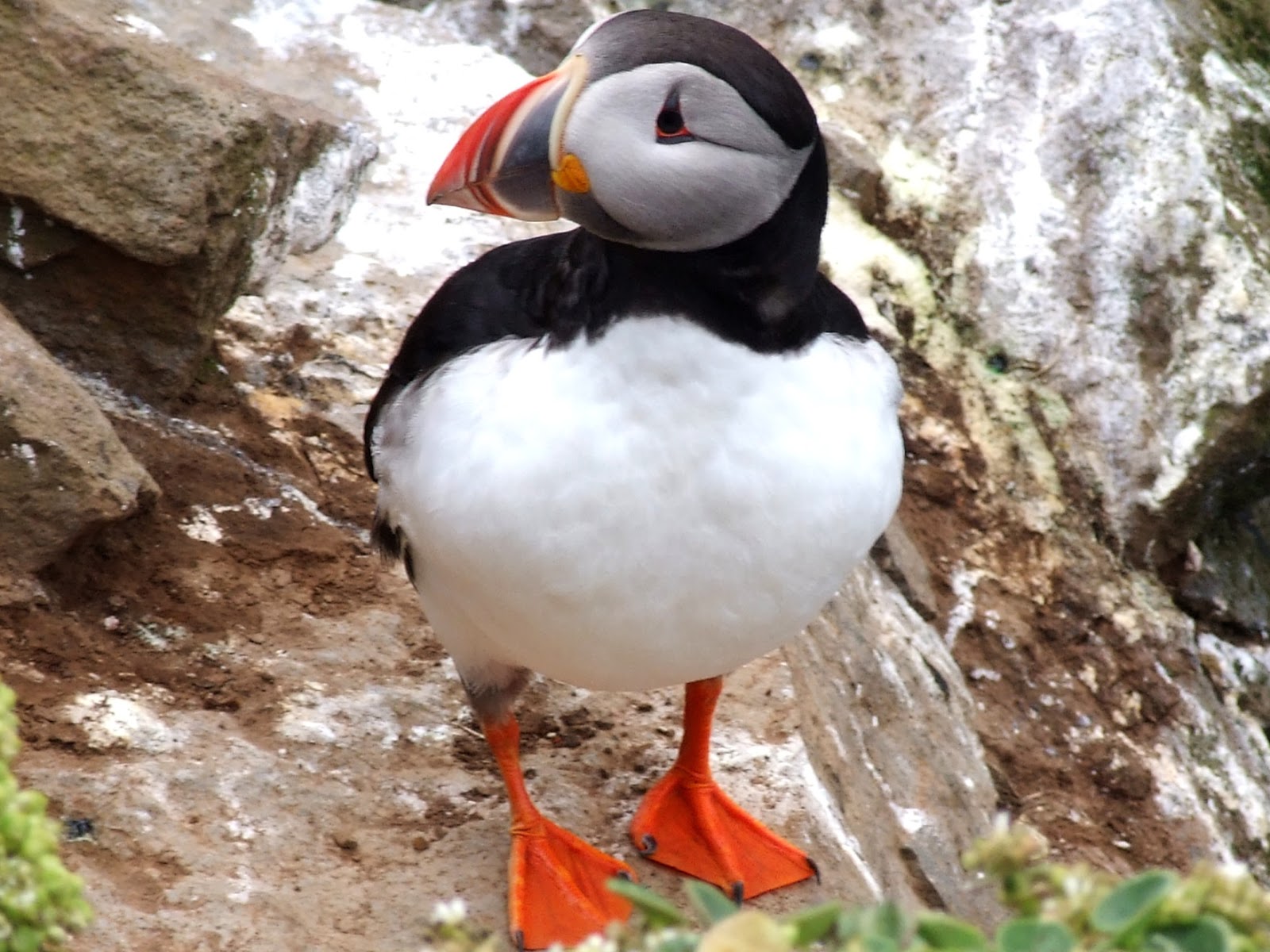 ENIGMATIKA (tupljenje i oštrenje): REČ PO RIJEČ (85)