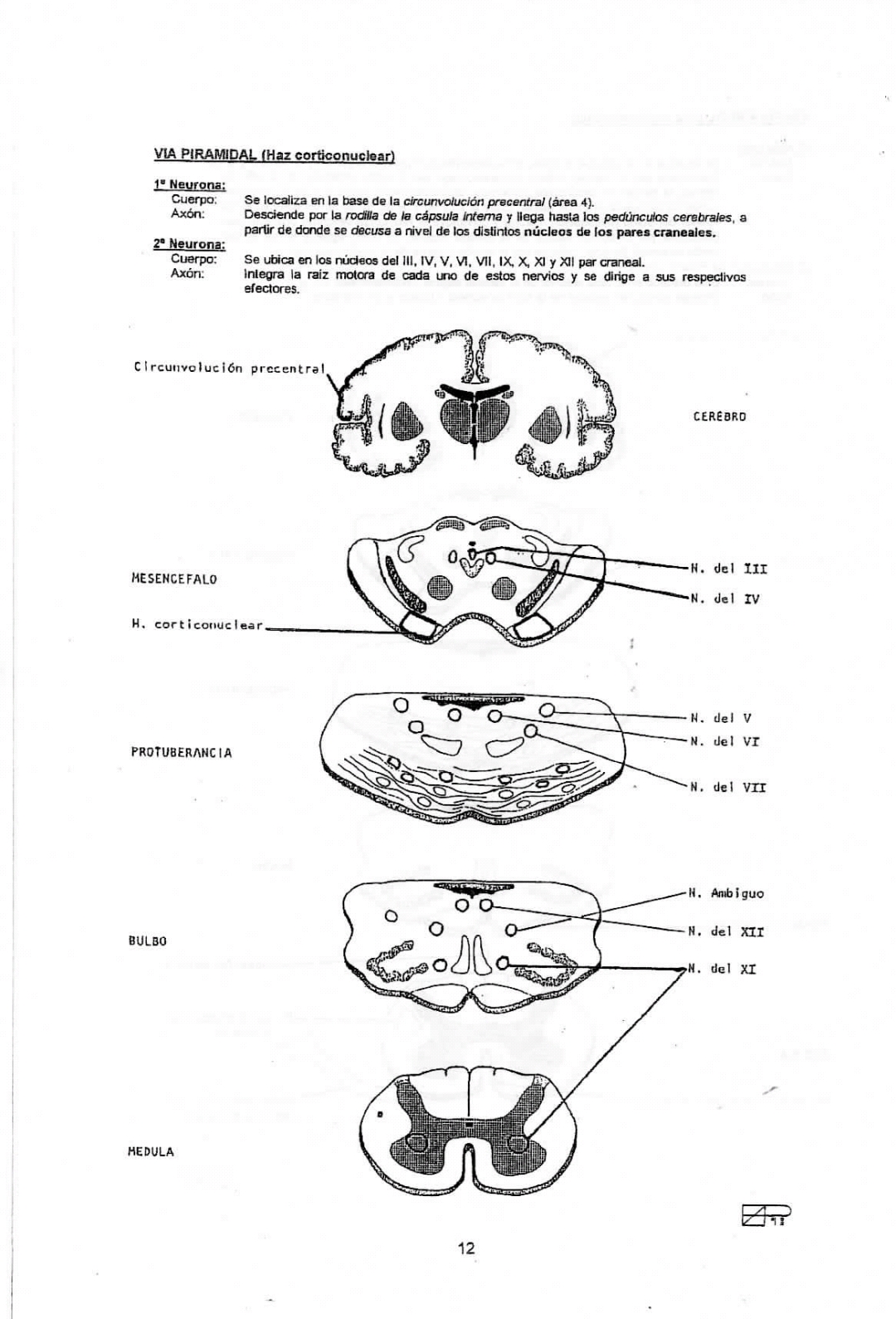 Estudiante de medicina : Apunte de neuroanatomia de Forlizzi Pro