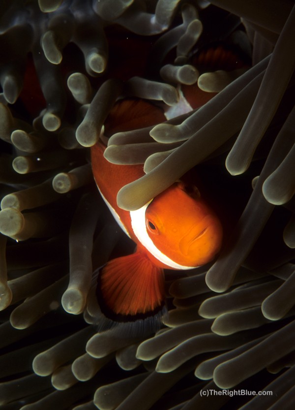 The Right Blue: Ocellaris Clownfish -- The Model for Nemo
