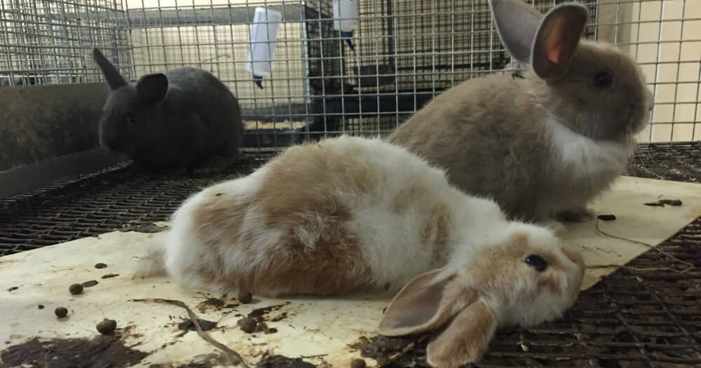 Business Ethics Case Analyses PetSmart Mistreatment Of Animals 2016 business-ethics-case-analyses-petsmart-mistreatment-of-animals-2016