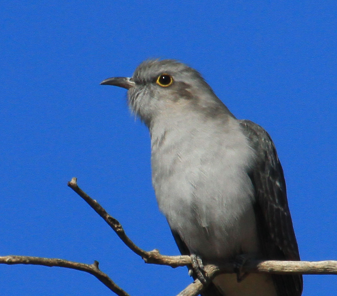 Richard Waring's Birds of Australia: Red-capped Robins dancing ...