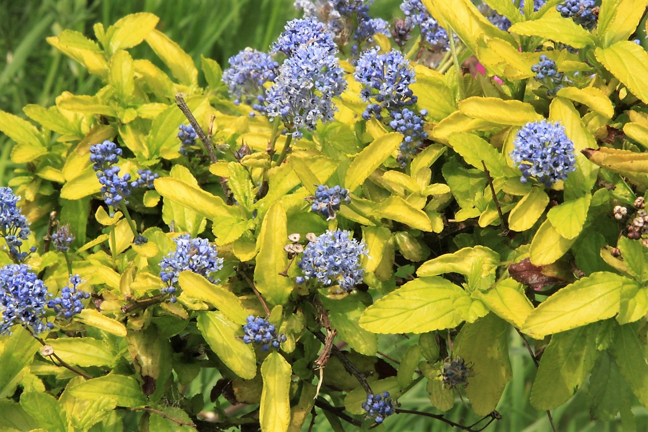 HOW TO GROW CEANOTHUS THYRSIFLORUS 'PERSHORE ZANZIBAR' |The Garden of Eaden